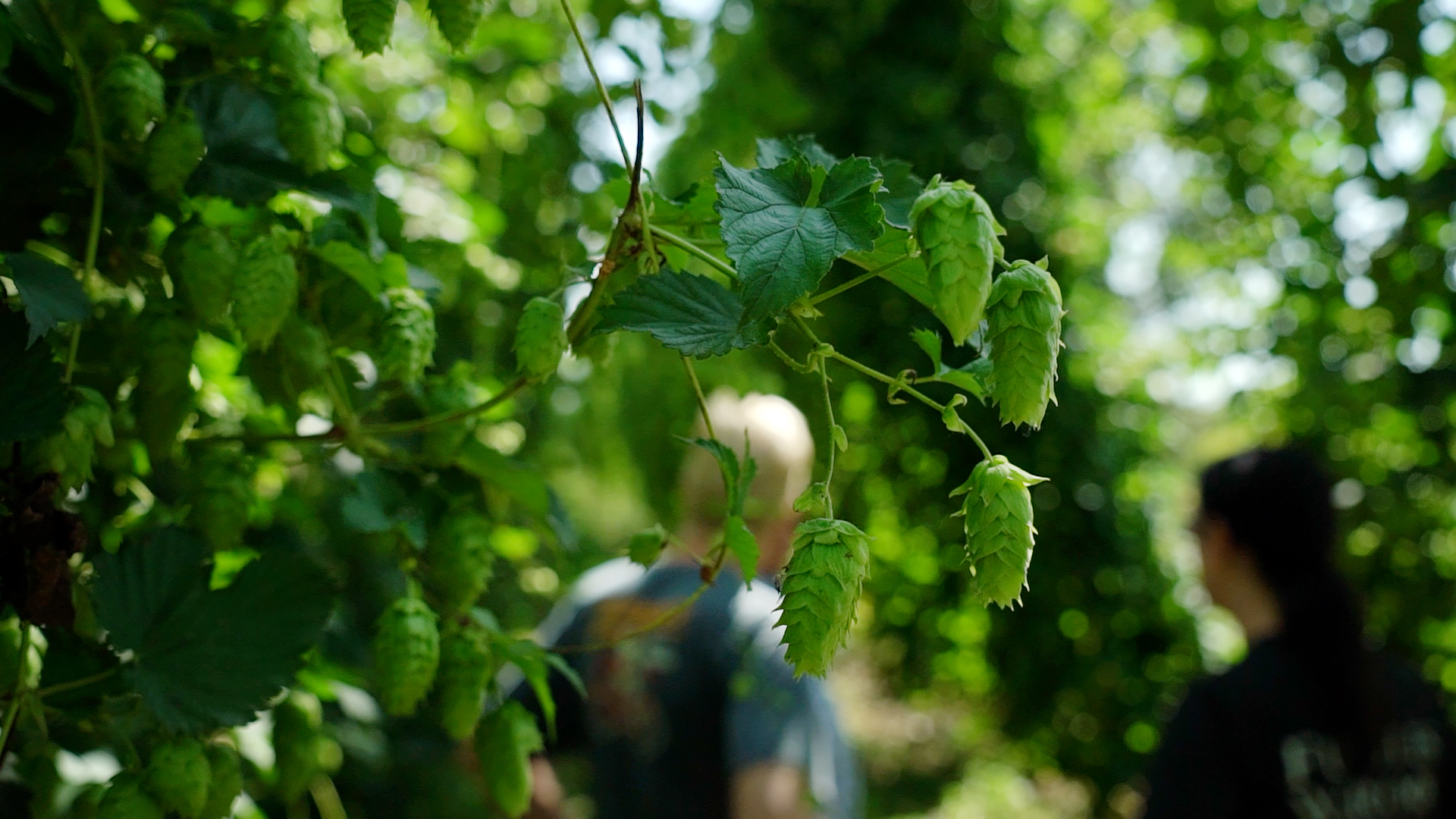 A BC Hop-story - Victoria Beer Society